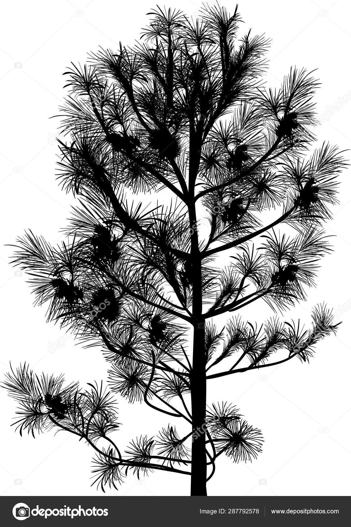 Black cedar tree isolated on white Stock Vector Image by ©Dr.PAS #287792578