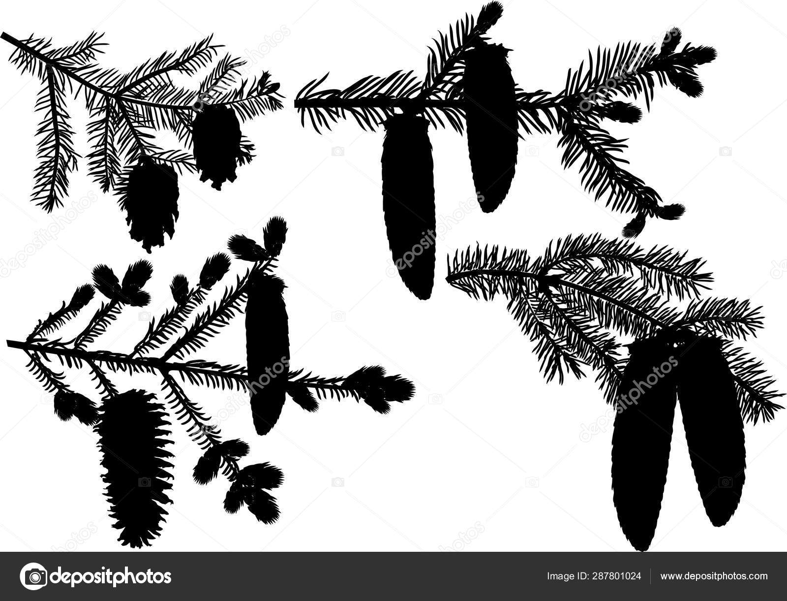 Four isolated black fir branches with cones Stock Vector by ©Dr.PAS ...