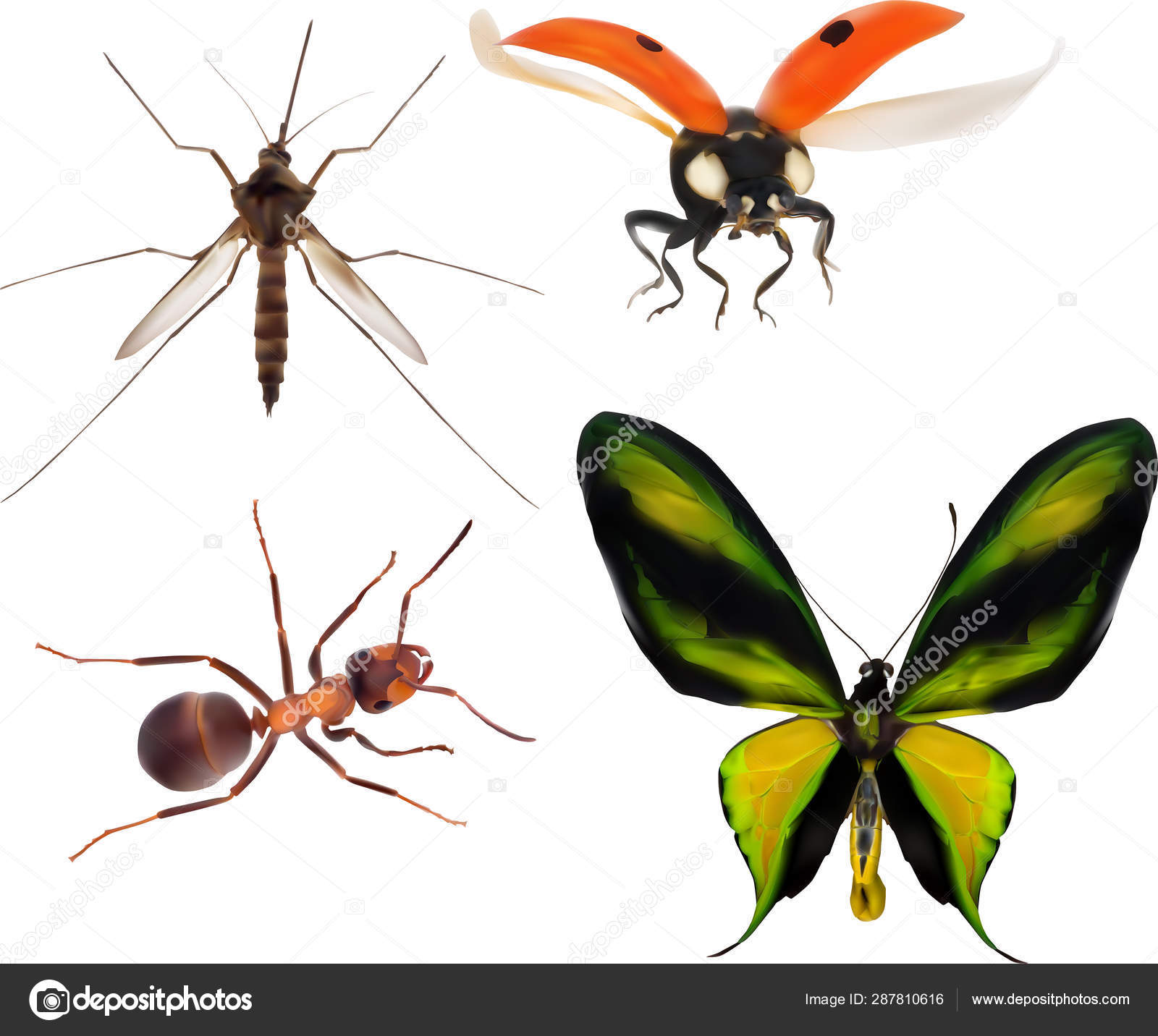 Four color insects collection illustration Stock Vector by ©Dr.PAS ...