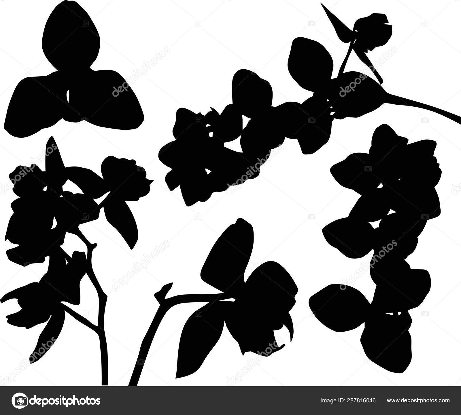 Orchid Branches Black Silhouettes Collection Stock Vector Image By ©dr