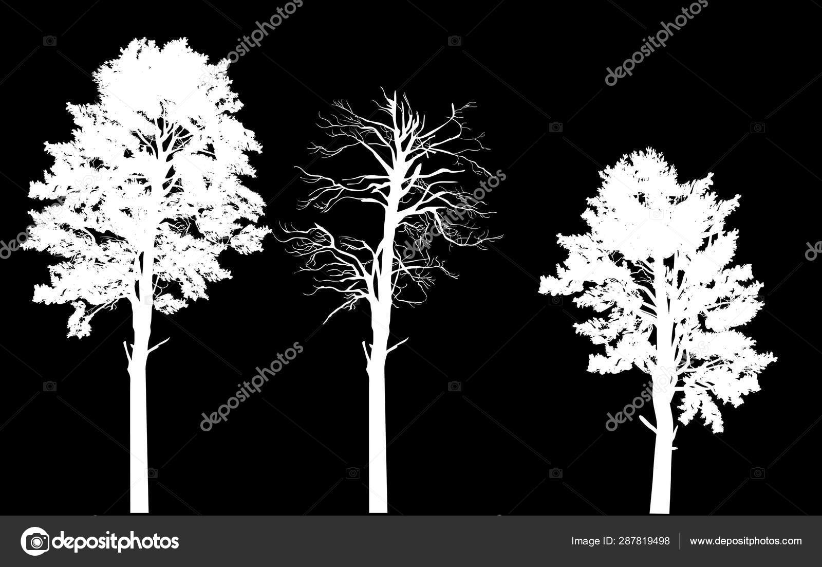 Three pine silhouettes isolated on black background Stock Vector Image ...