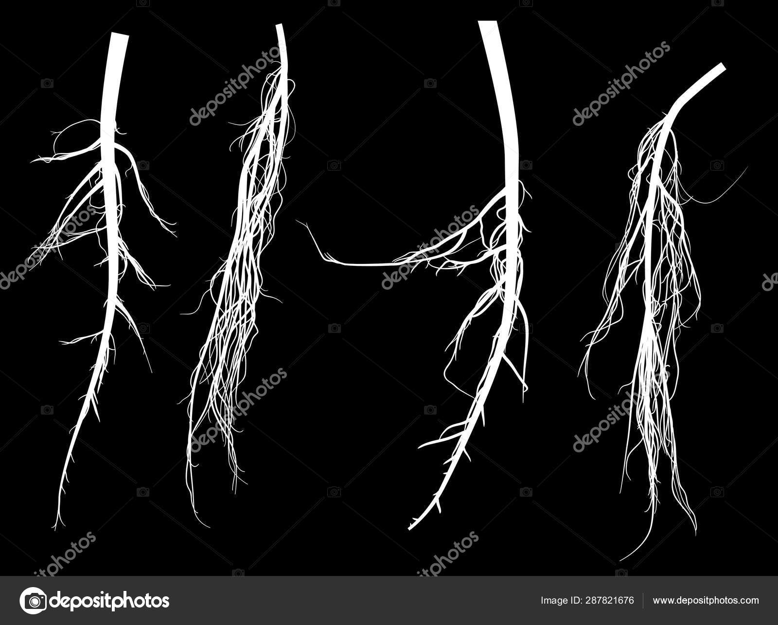 Four white root silhouettes isolated on black Stock Vector by ©Dr.PAS ...