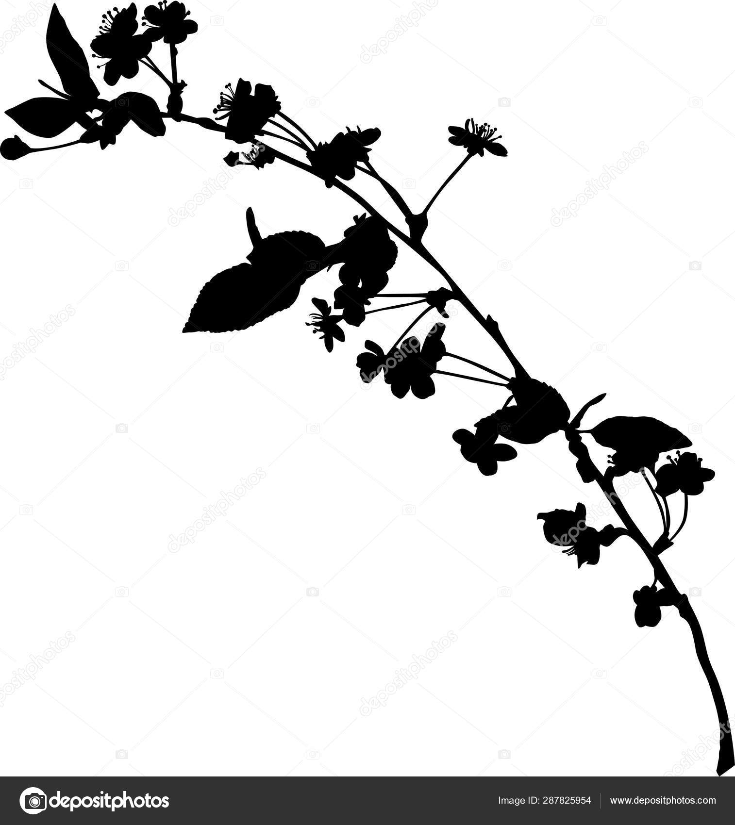 Cherry Tree Branch Silhouette