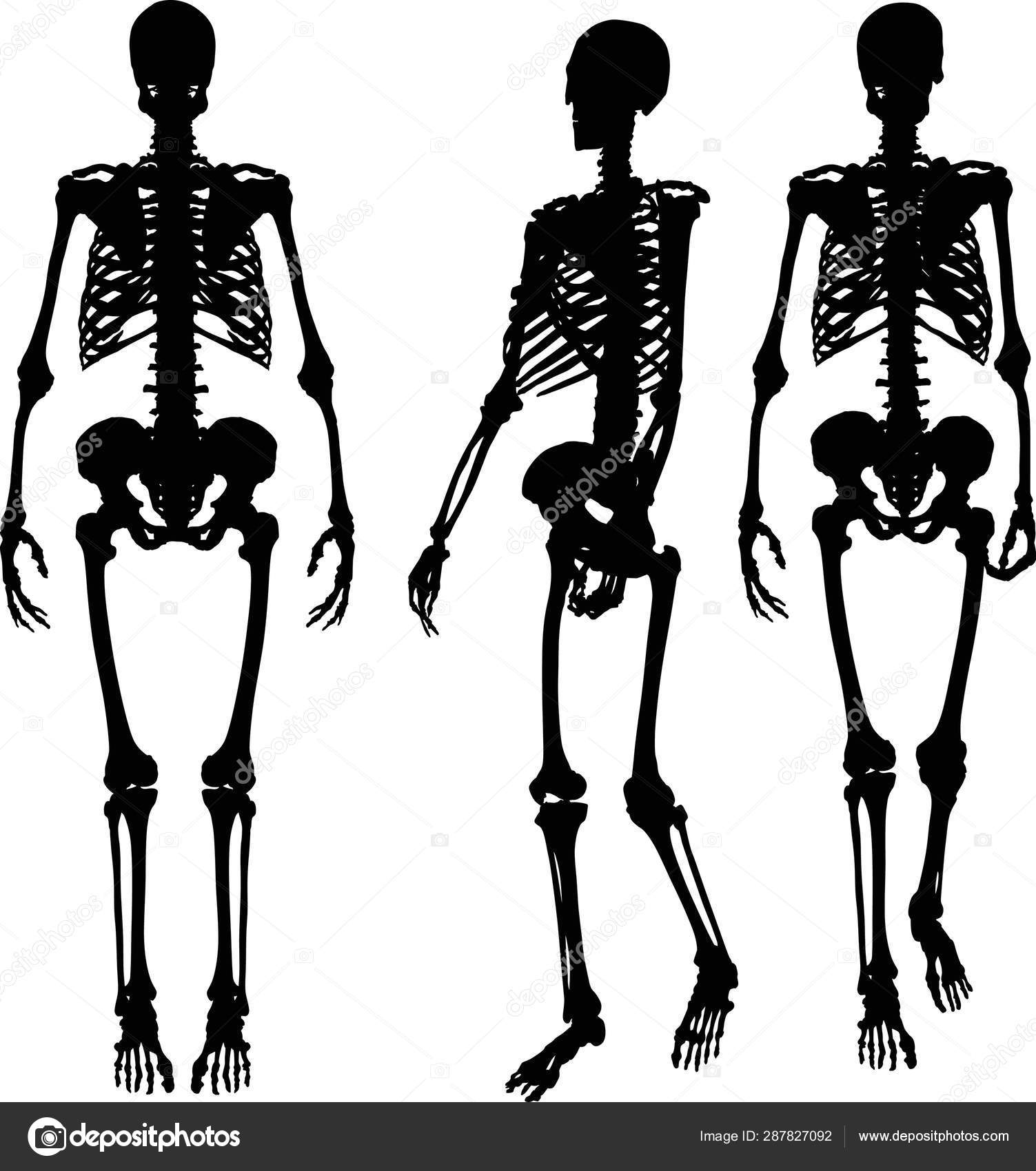 Three human skeleton isolated on white Stock Vector Image by ©Dr.PAS ...