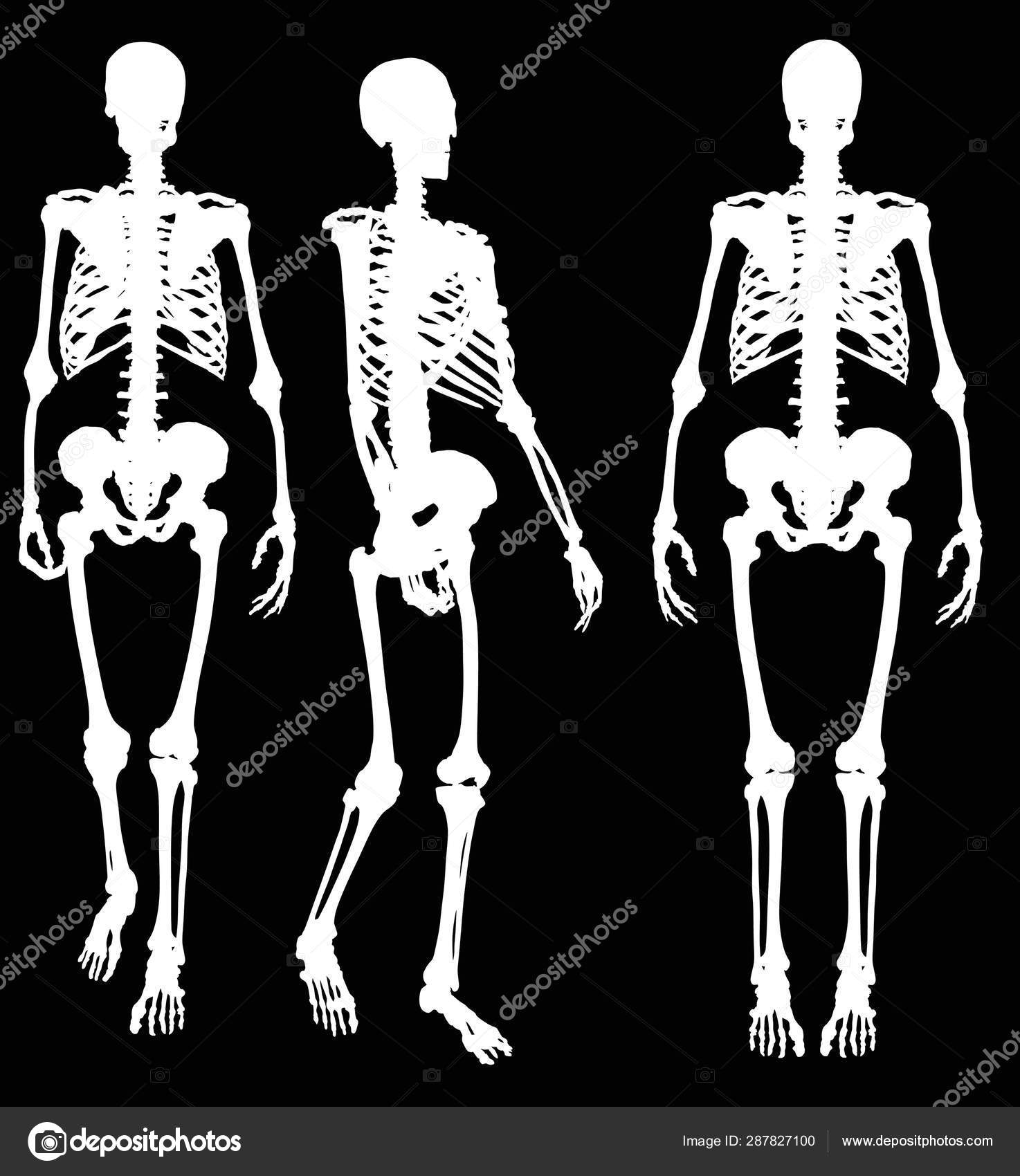 Three human skeleton isolated on black Stock Vector Image by ©Dr.PAS ...