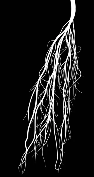 Root long white silhouette isolated on black Stock Vector Image by ©Dr ...