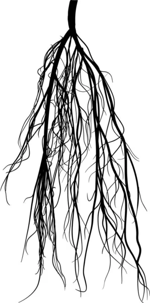 Roots Stock Photos, Royalty Free Roots Images | Depositphotos