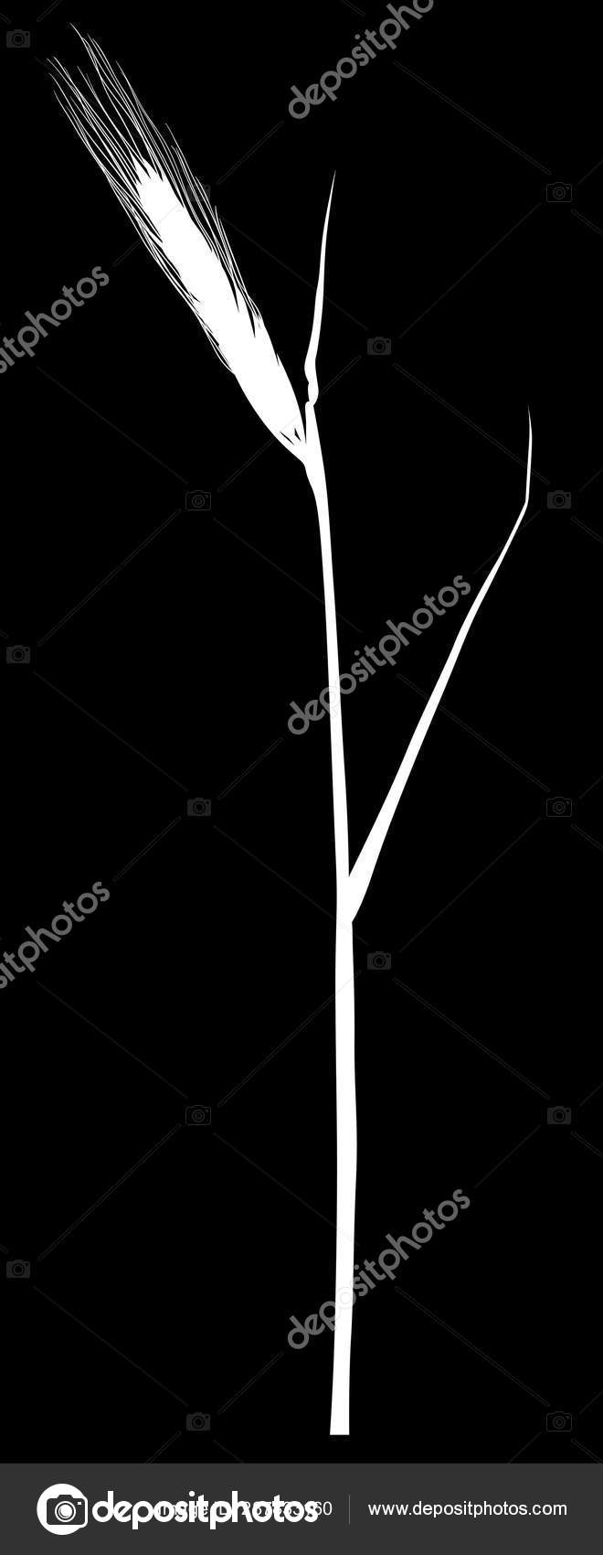 Rye ear silhouette isolated on black Stock Vector Image by ©Dr.PAS ...