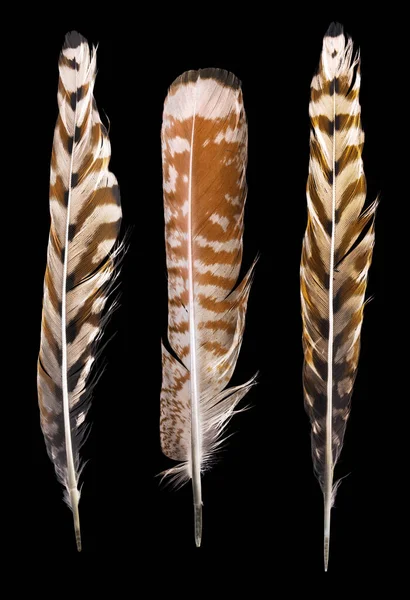 Feathers patterns Stock Photos, Royalty Free Feathers patterns Images ...