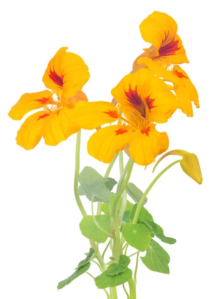 Monja capuchina Stock Photos, Royalty Free Monja capuchina Images ...