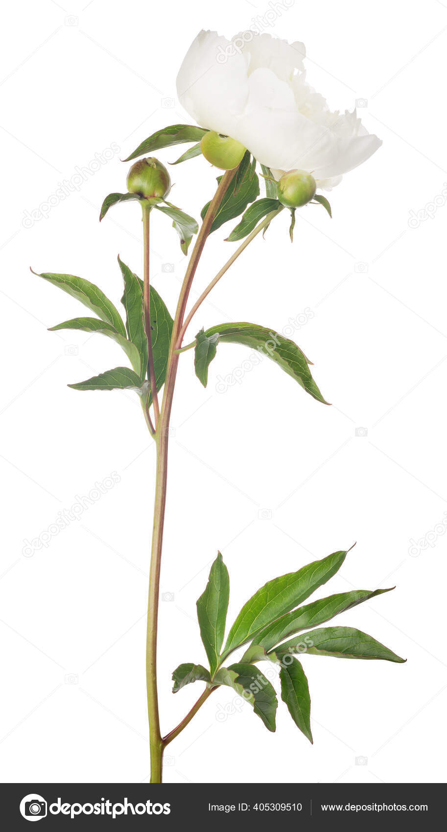 Light Peony Flower Green Leaves Isolated White Background — Stock Photo ...