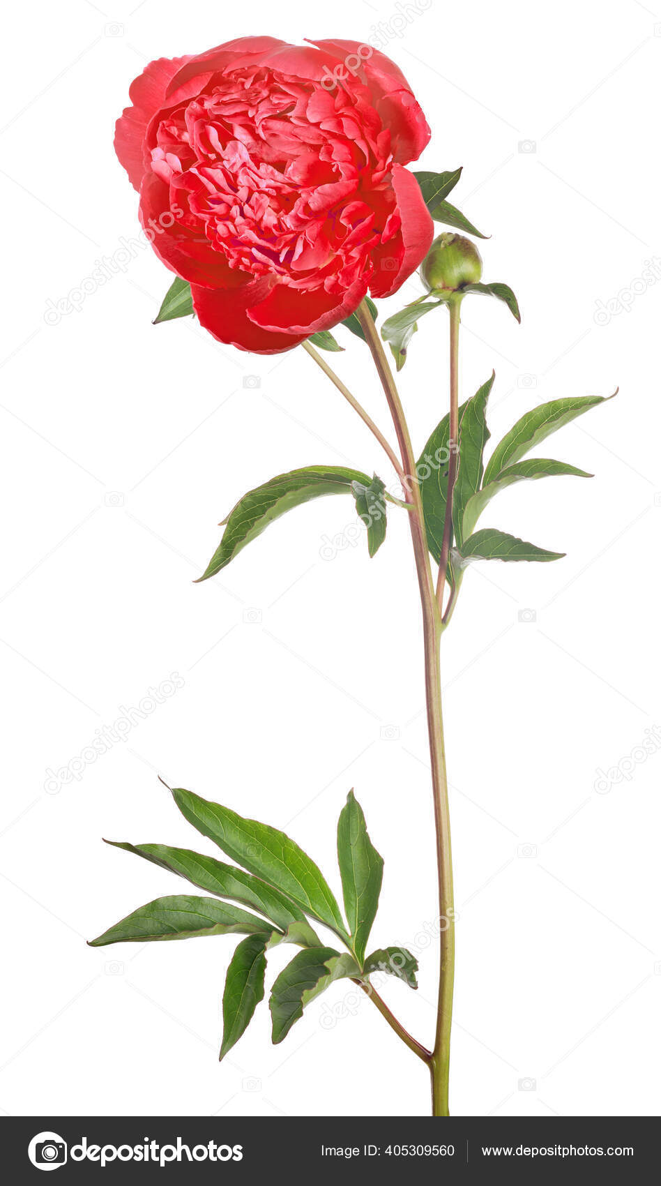 Flor Peonía Roja Con Hojas Verdes Aisladas Sobre Fondo Blanco ...