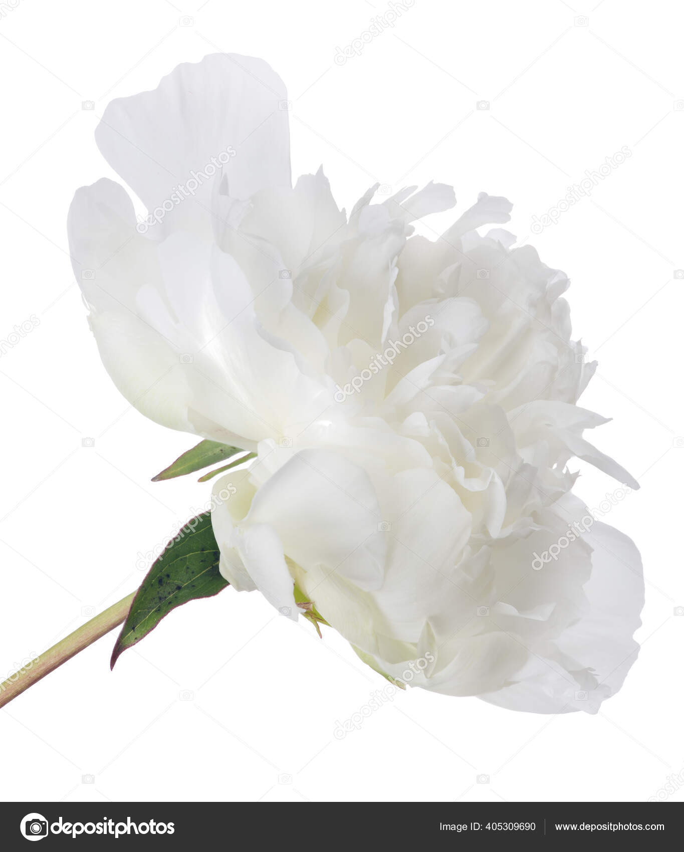 Light Peony Flower Isolated White Background Stock Photo by ©Dr.PAS ...