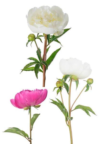 Light Peony Flower Green Leaves Isolated White Background — Stock Photo ...