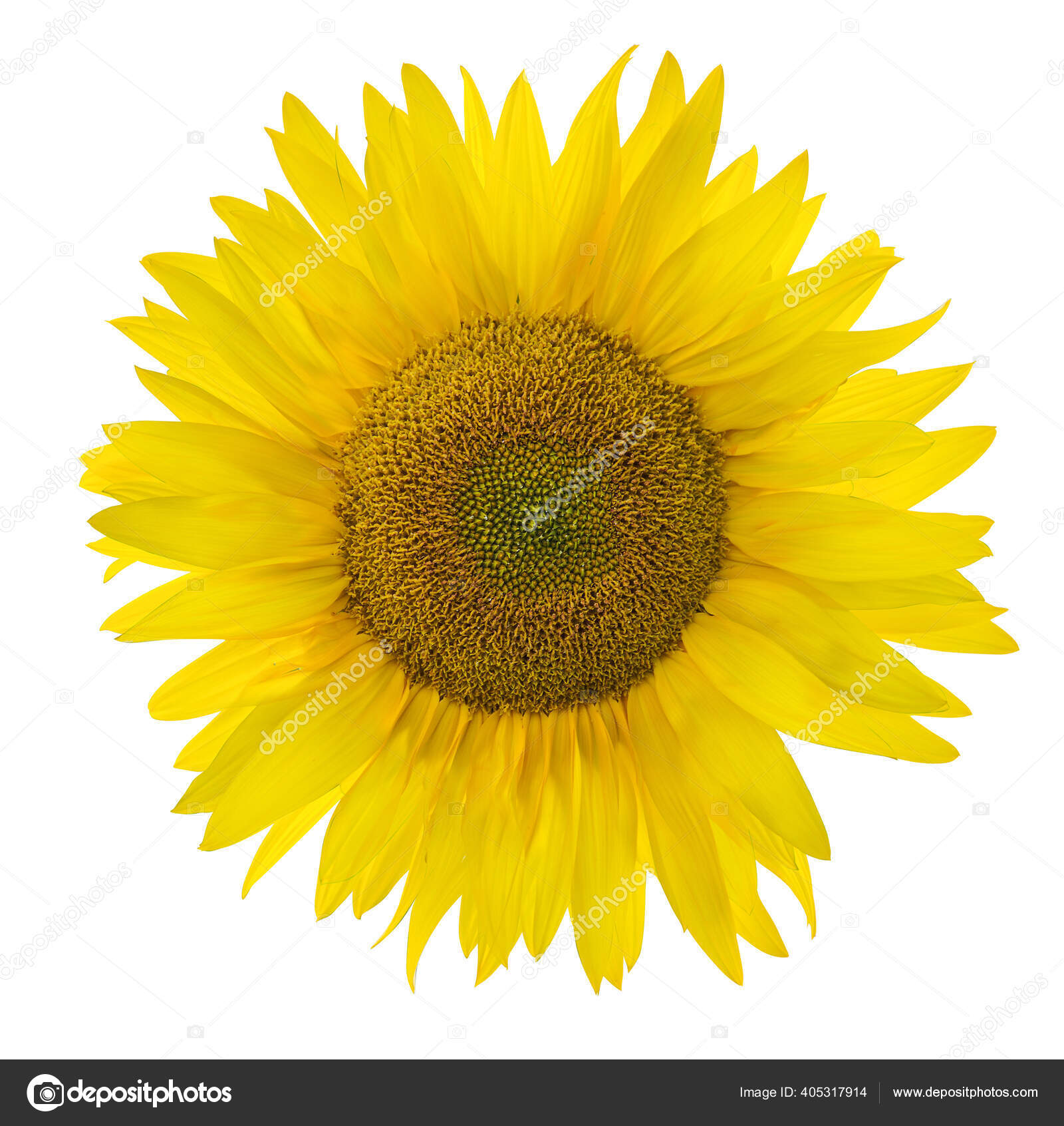 Single Sunflower Isolated White Background Stock Photo by ©Dr.PAS 405317914