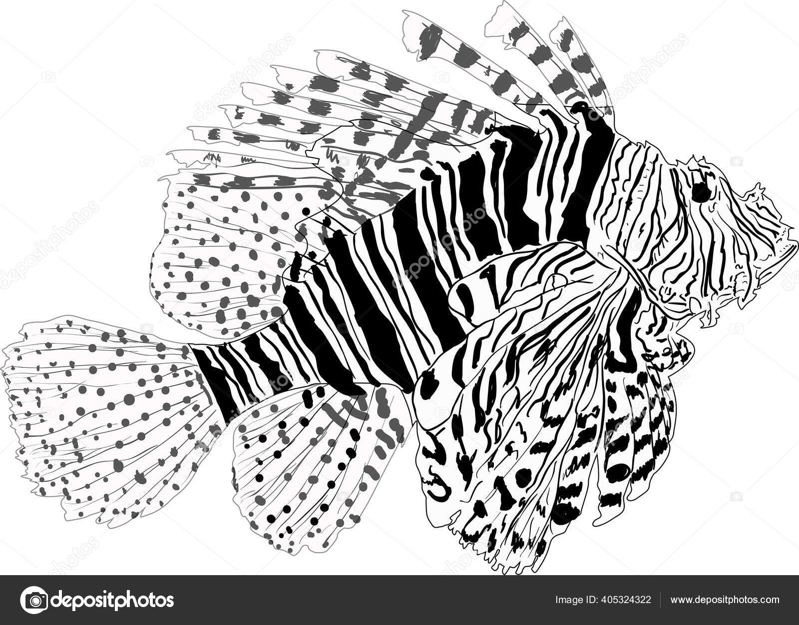 Illustration Red Lionfish Sketch Isolate White Background Stock Vector ...