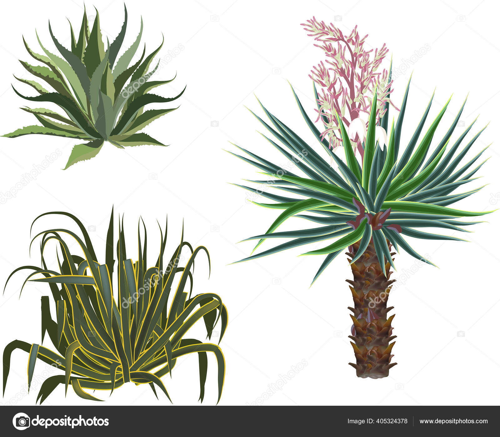 Illustration Desert Plant Isolated White Background Stock Vector Image ...