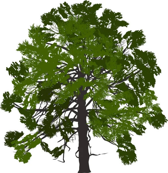 23,902,684 Epiphytes tree Vector Images | Depositphotos