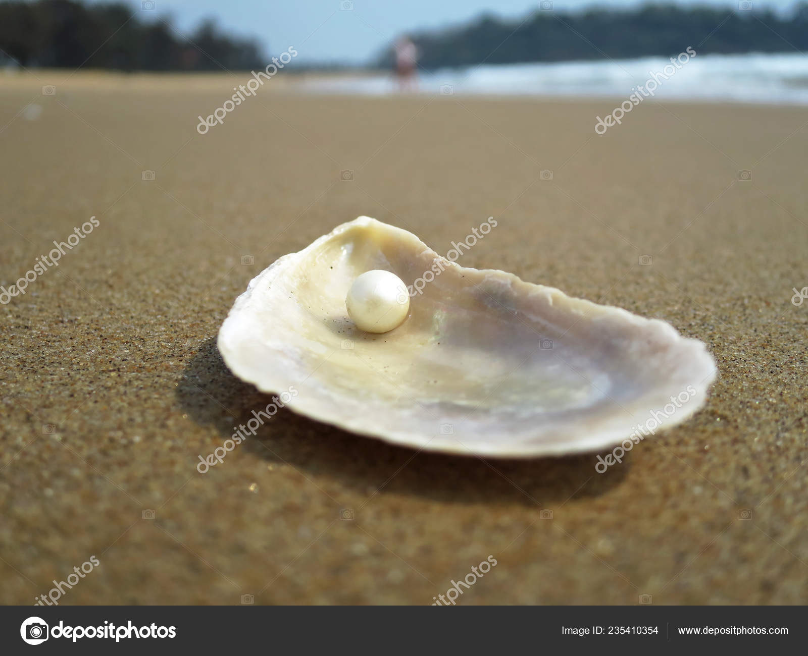 Sea Shell Sandy Beach Goa India Stock Photo by ©happyalex 235410354