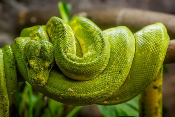 Green tree python snake ⬇ Stock Photo, Image by © mcgphoto #2425774