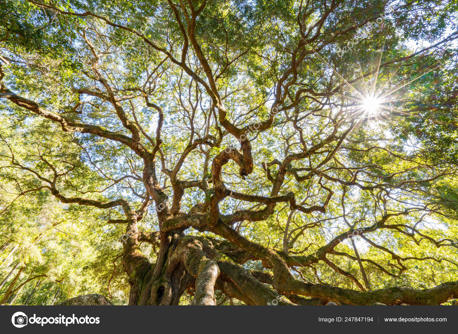 Angel Oak Live Oak Tree — Stock Photo © paulbradyphoto #247847194