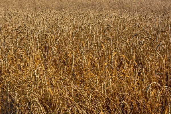 Harvesting of early grains Stock Photos, Royalty Free Harvesting of ...