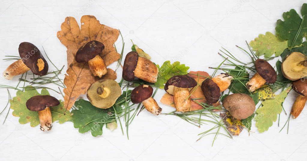 Setas frescas del bosque mixto sobre el fondo blanco 2022