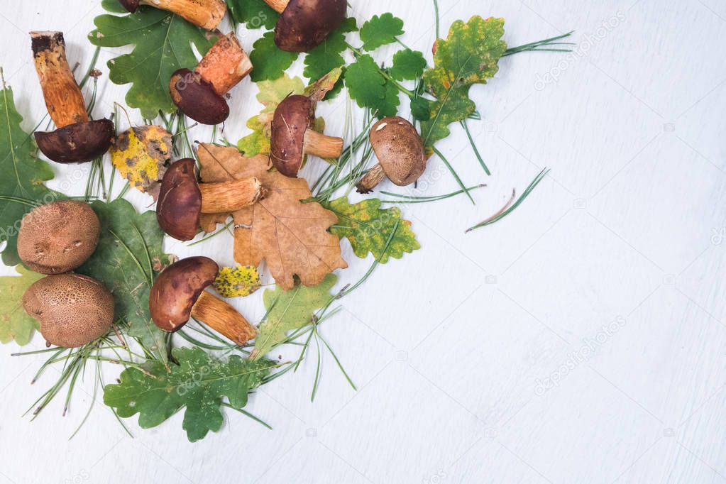 Setas frescas del bosque mixto sobre el fondo blanco 2023