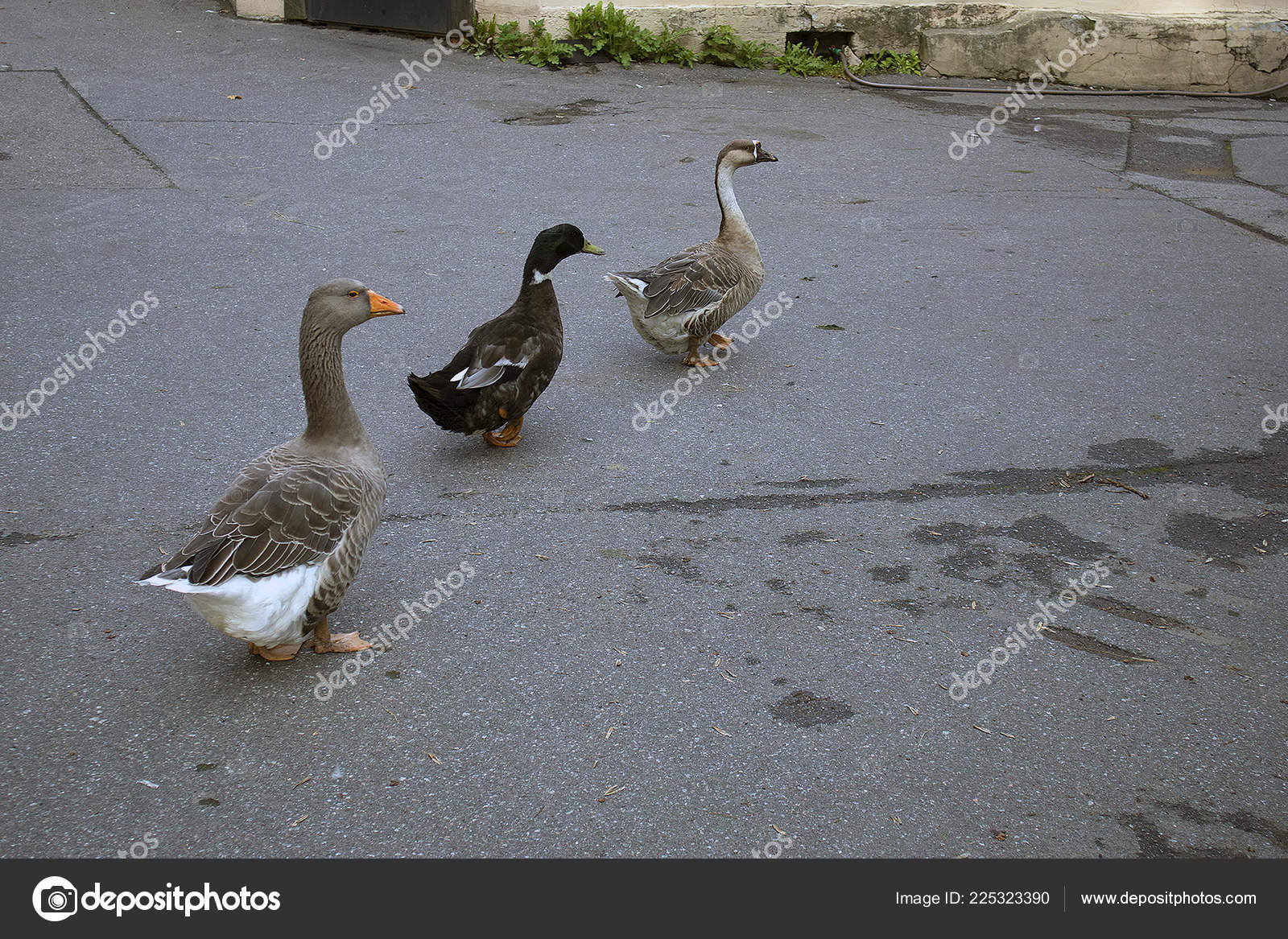 Two Funny Grey Geese Duck Walk Single File Asphalt City — Stock Photo ...