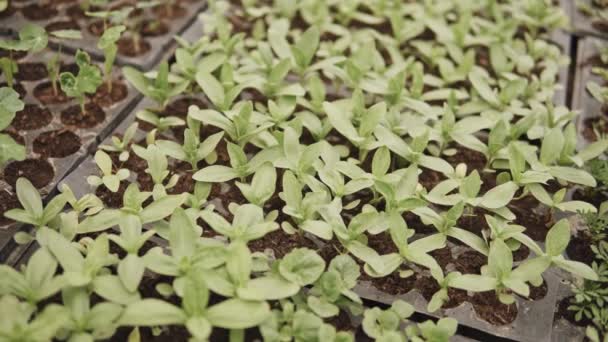 Horizontal Panorama Young Seedlings Different Types Vegetables ...