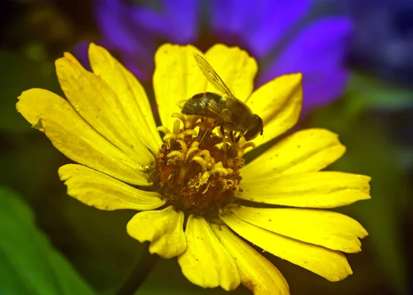 Fotos de Gele bloem met vlieg, Imagens de Gele bloem met vlieg sem ...