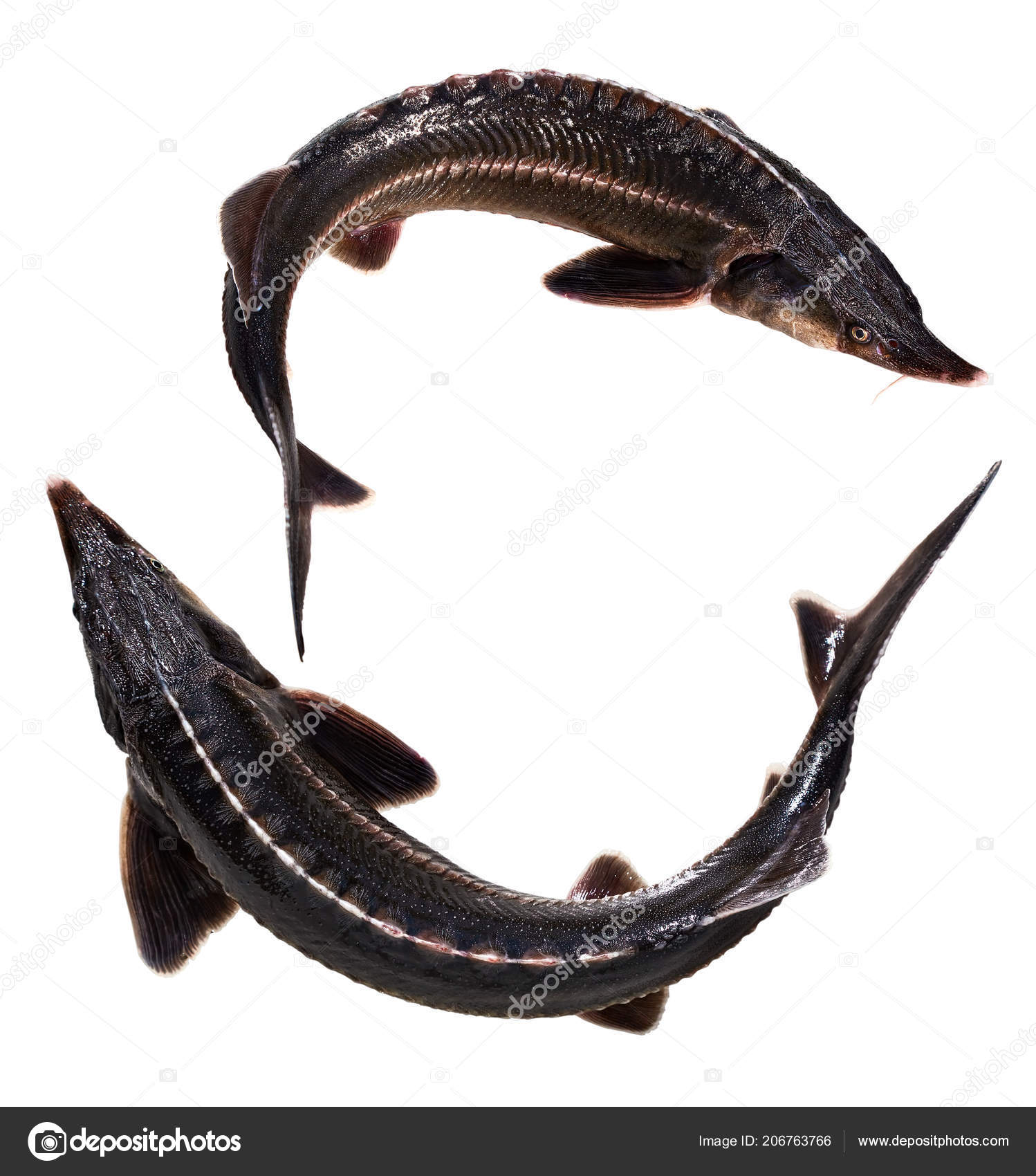 Two big delicious fishes (bester) isolated a white background. Stock ...