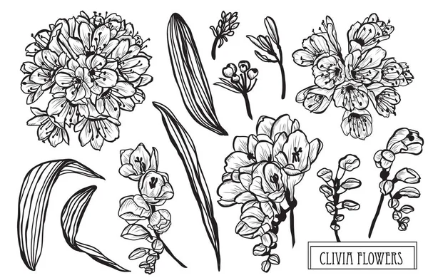 Clivia flower Vector Art Stock Images | Depositphotos