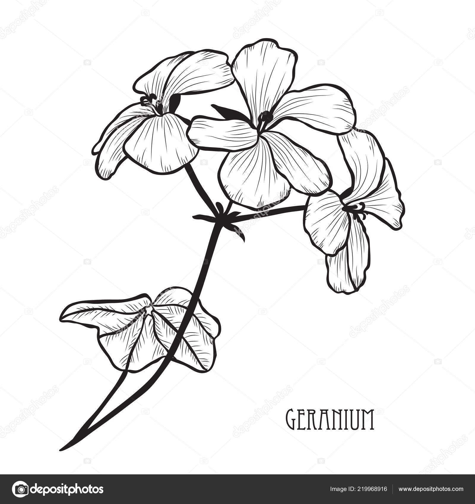 Outline Drawings Of Geraniums