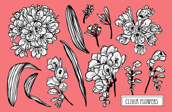 Clivia flower Vector Art Stock Images | Depositphotos