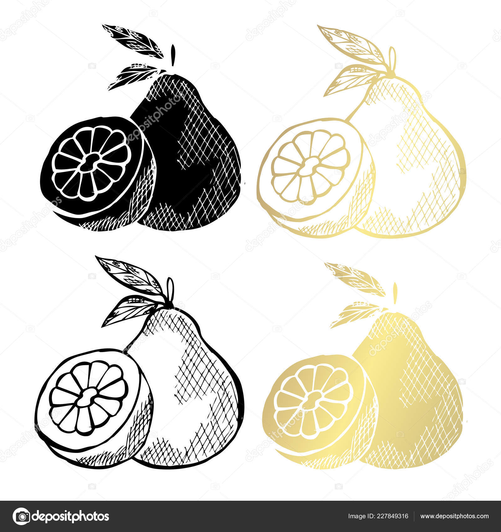 Hand Drawn Pomelo Fruits Design Elements Can Used Cards Invitations ...