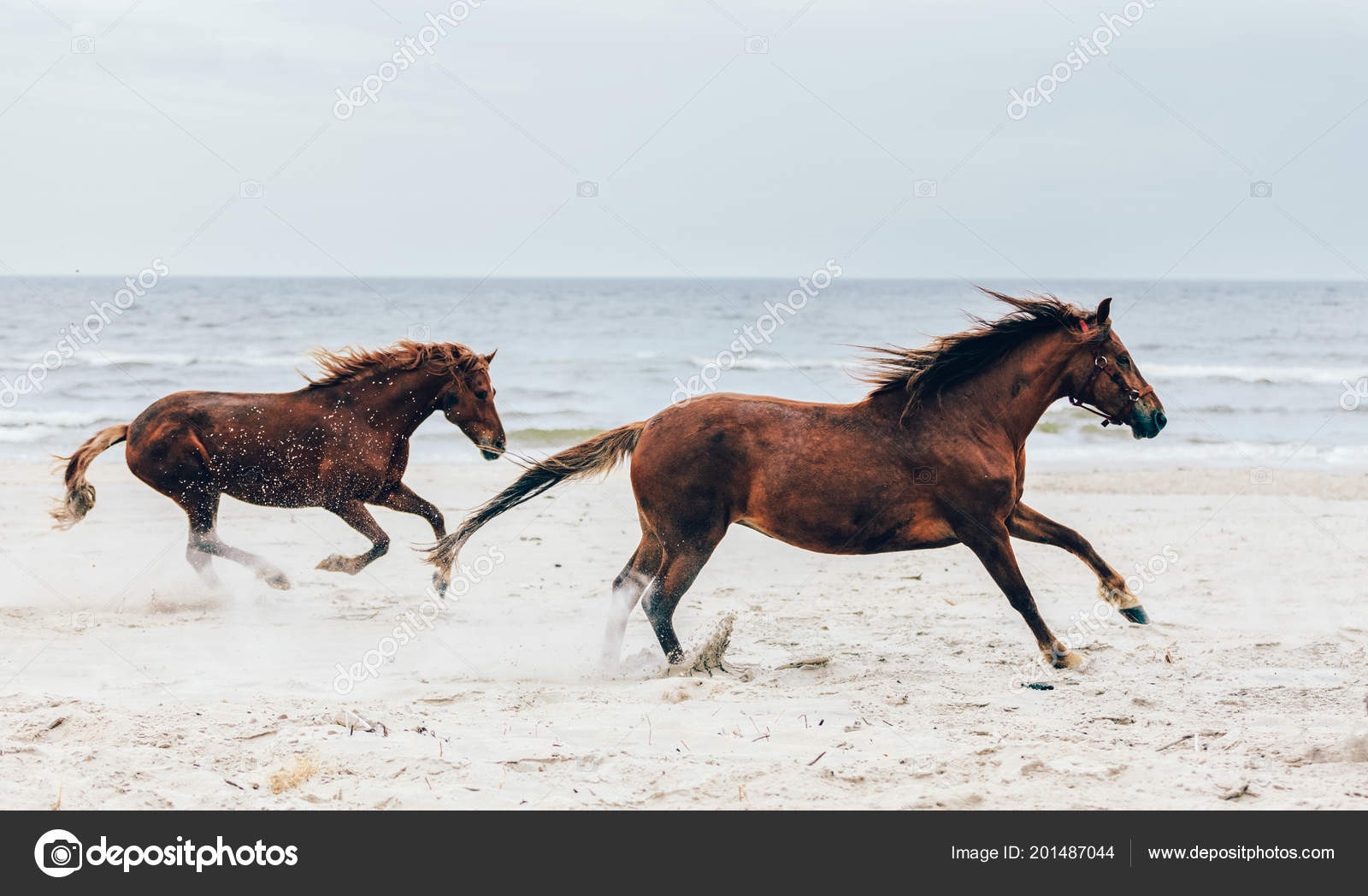 Wild Horse Running Fast