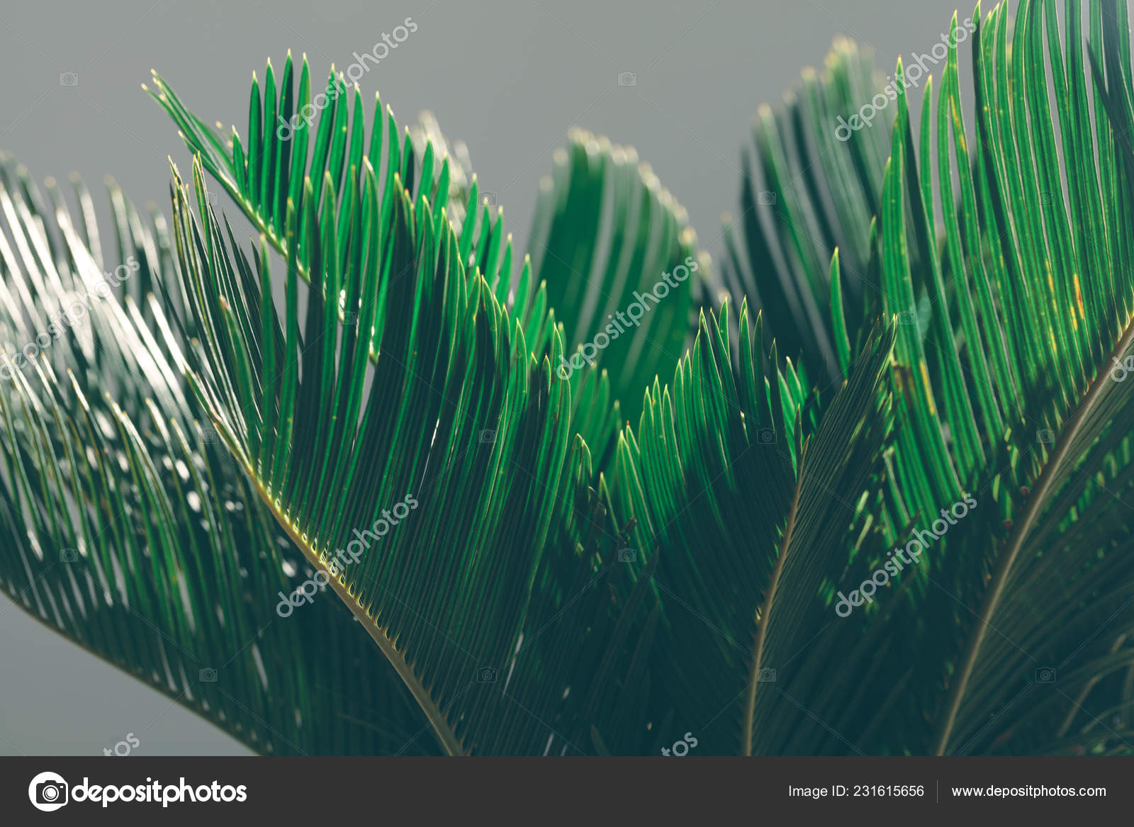 Exotic Palm Tree Grey Background Cycas Revolutas Tropical Leaves ...