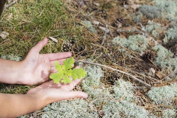 Oak sapling in hands. The leaves of rays of sunlight - Stock Image ...