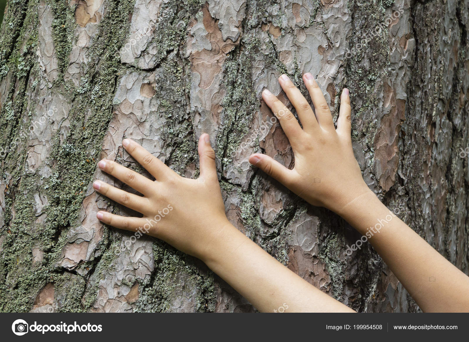 Two Hands Background Old Tree Connection Man Nature ⬇ Stock Photo ...