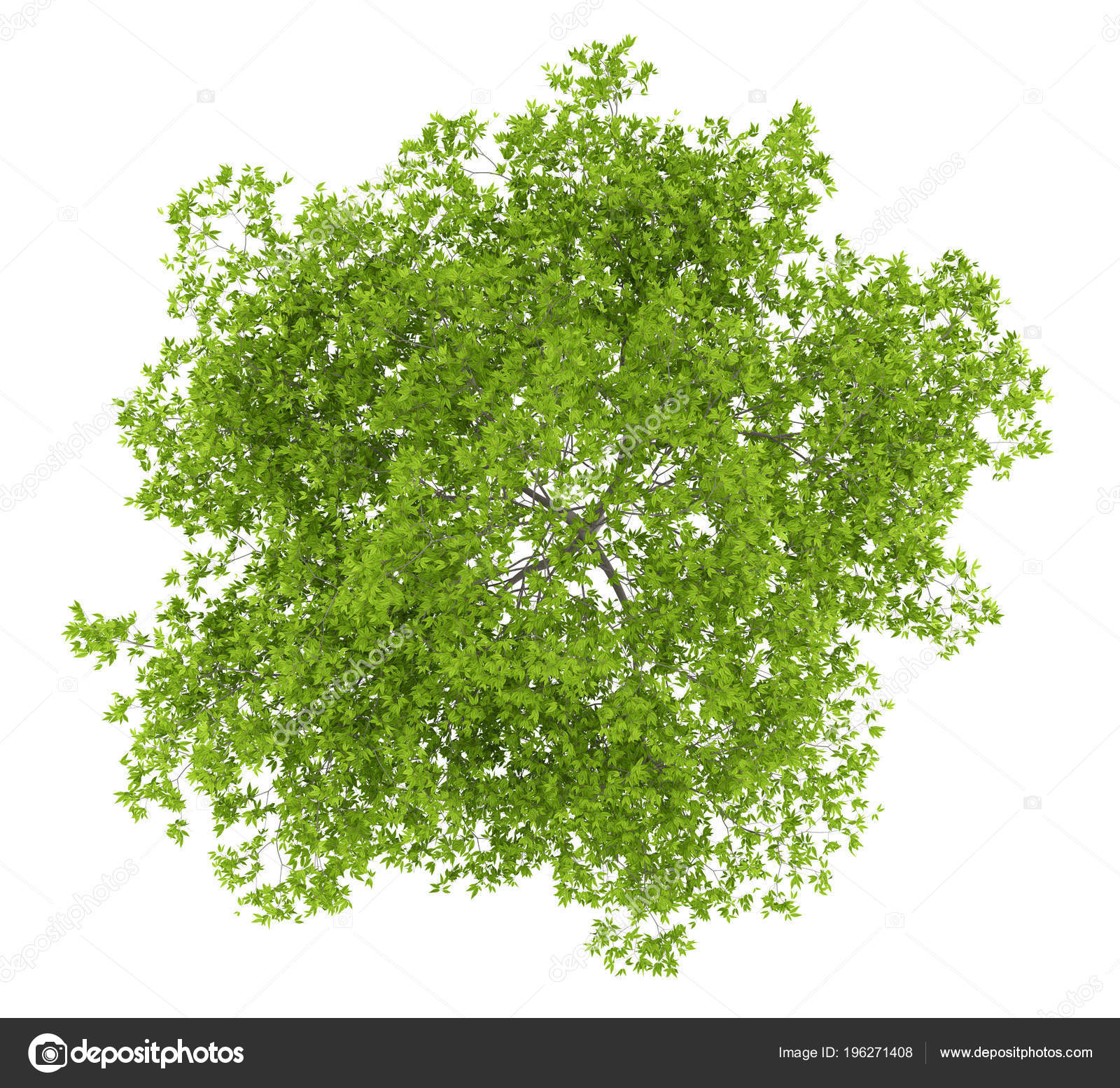 Top View Cherry Tree Isolated White Background Illustration — Stock ...