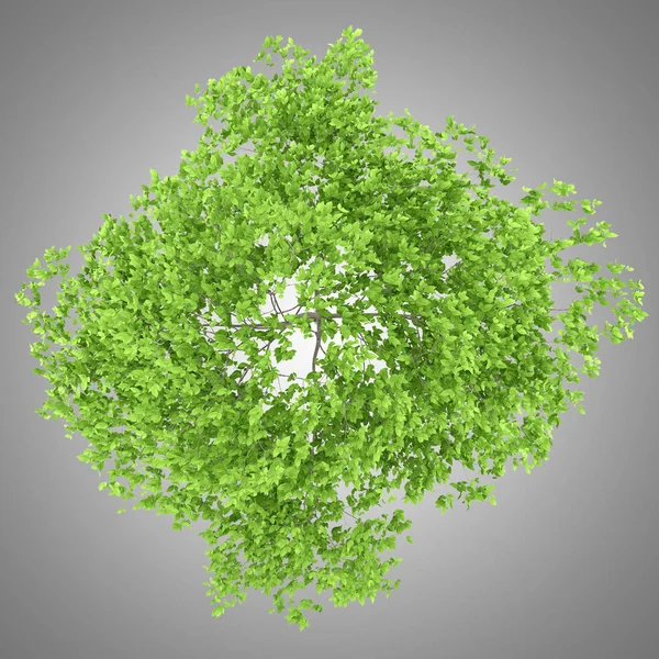 Top view of pear tree with pears isolated on gray background. 3d Stock ...