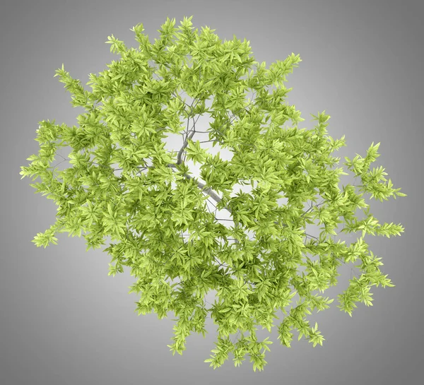 Top view of pear tree with pears isolated on gray background. 3d Stock ...