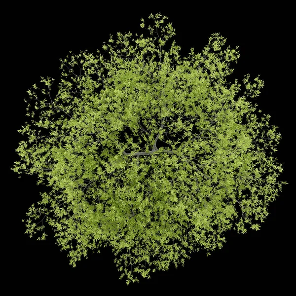 Top view of pear tree with pears isolated on gray background. 3d Stock ...