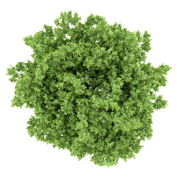 Top view of cherry tree isolated on white background. 3d illustr Stock ...