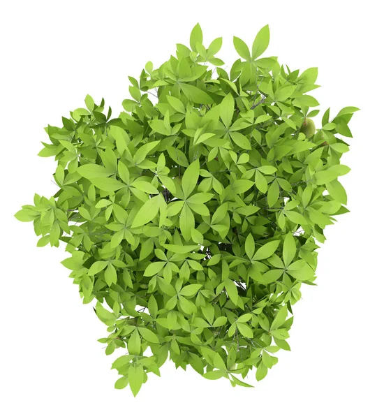 Avocado tree Images - Search Images on Everypixel