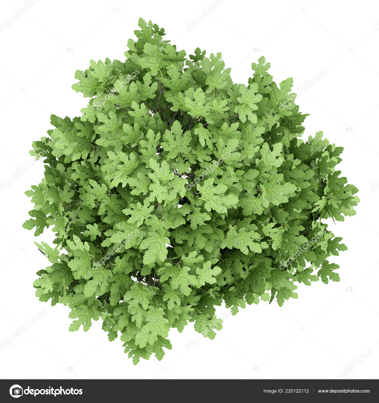 Common Fig Tree Isolated White Background Top View Illustration Stock ...