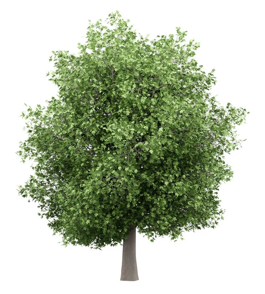 Falla amerikansk bok träd isolerad på vit bakgrund — Stockfotografi ...