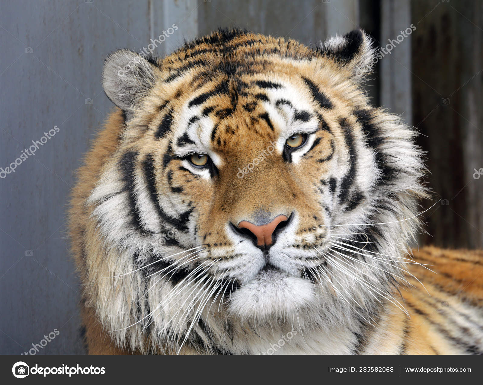 Tiger Closeup Looks Grin Forward Ussurian Tiger Zoo Stock Photo by ...