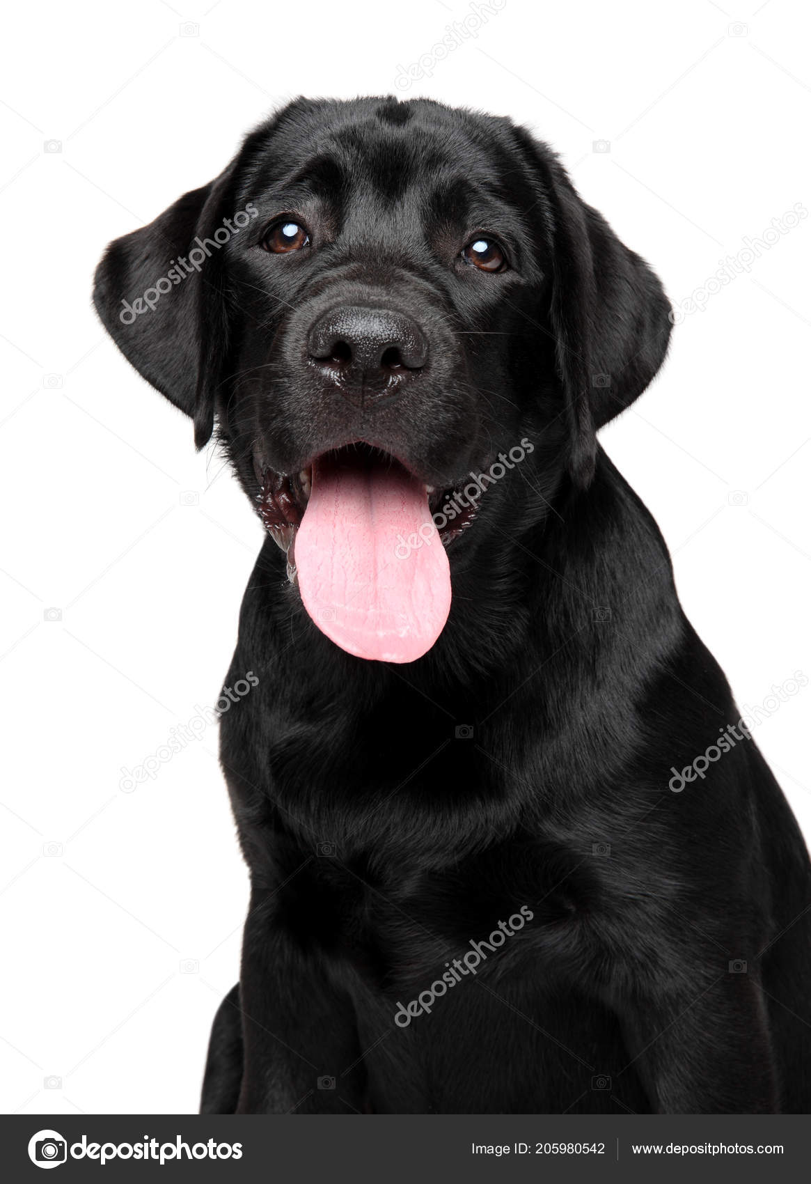 Portrait Black Labrador Puppy White Background Animal Theme Stock Photo ...